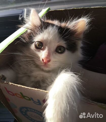 Малыш Котюр - котенок от Кутюр)