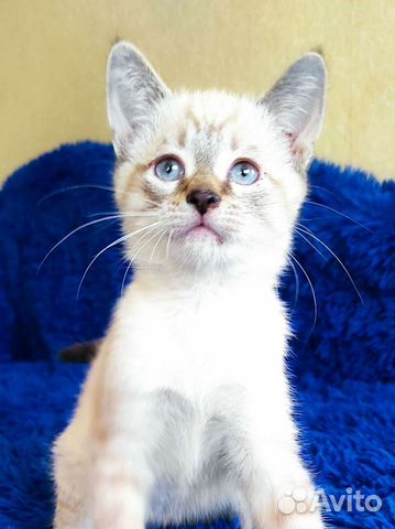 Тайский котик