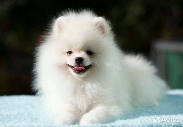 Белое облачко шпиц