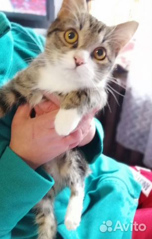 Котёнок в добрые руки