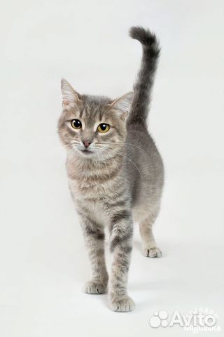 Котенок Кай ищет дом