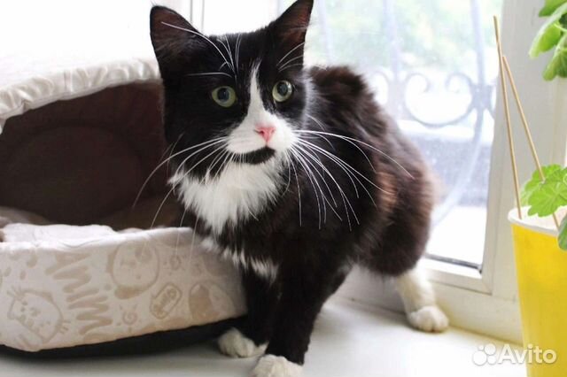 Чудышко в ожидании Чуда