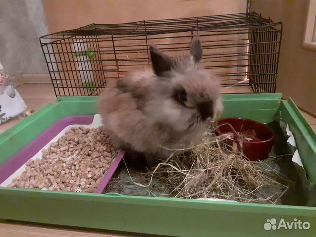 Пушистый кролик маленький мини