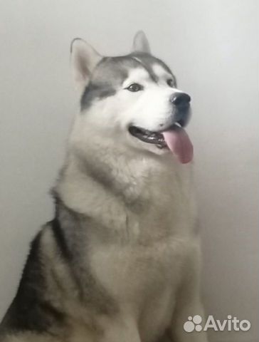 Сибирский хаски