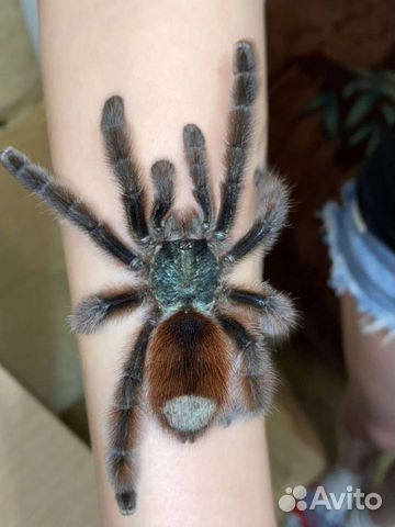 Паук птицеед