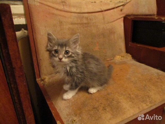 Двухмесячные котята