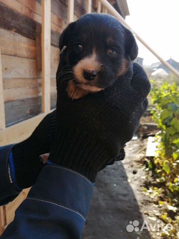 Щенок в добрые руки(дворняйшка)