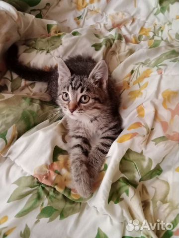 Котенок который хочет обрести любящий дом
