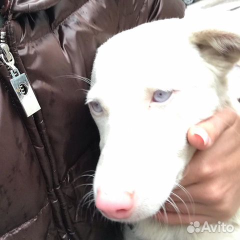 Отдам собаку в добрые руки. Девочка, очень дружелю