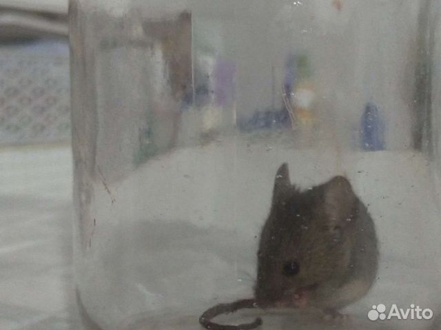 Мышь полёвка