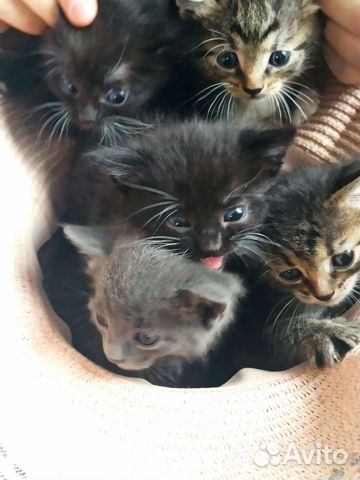 Котята в добрые руки москва мо