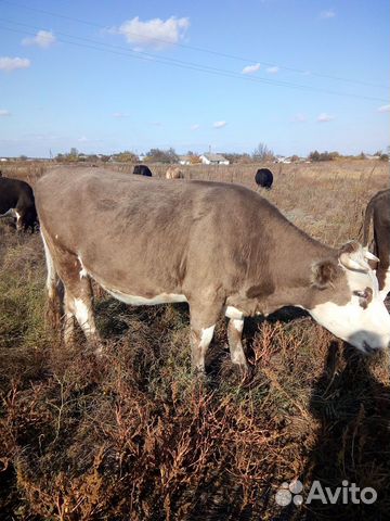 Телка тельная