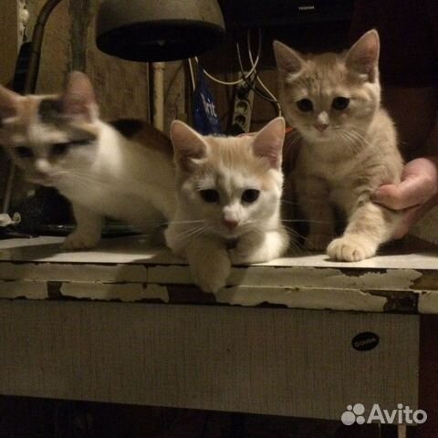 Отдам в добрые руки