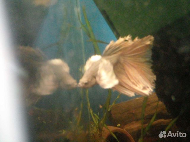 Петушки супер дамбо и супердельта