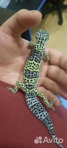 Эублефар + террариум с фоном (кальции + витамины д