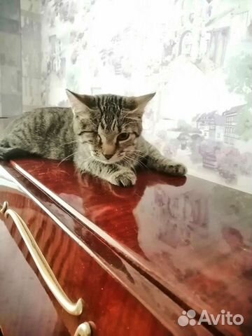 Кошечка Луша в квартиру