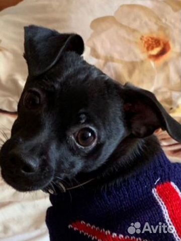 Вязка той-терьер