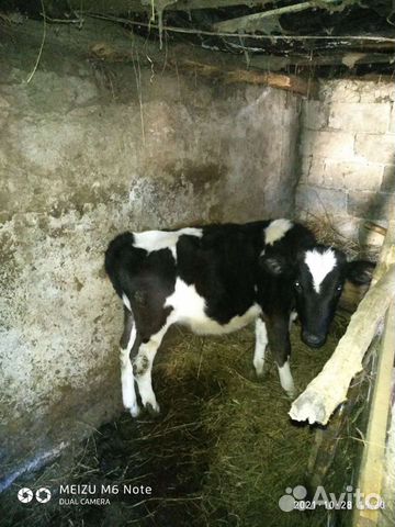 Телята бычки