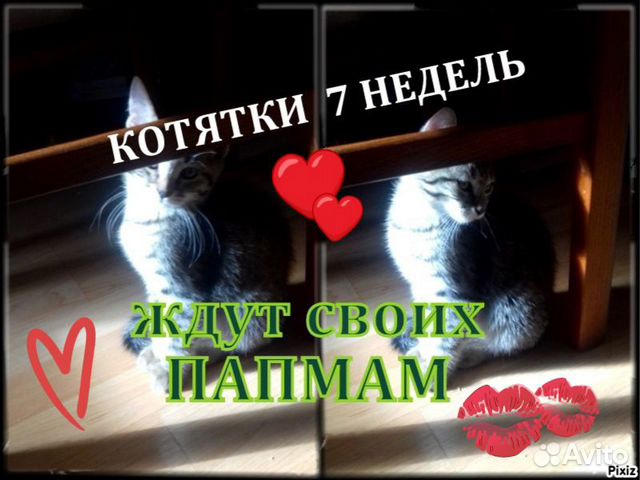 Двухмесячные котята