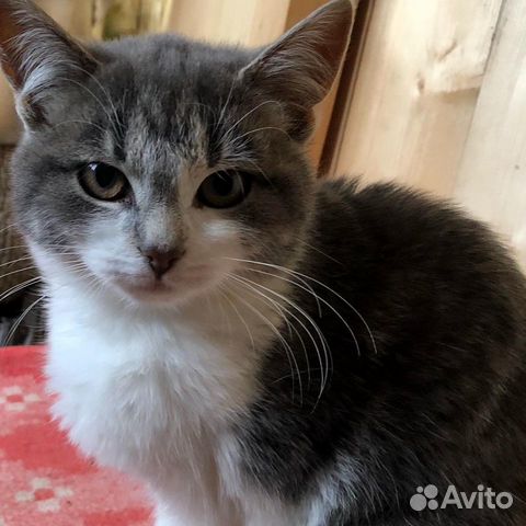 Кошка в дар