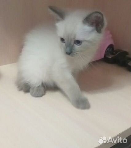 Котята 1,5мес