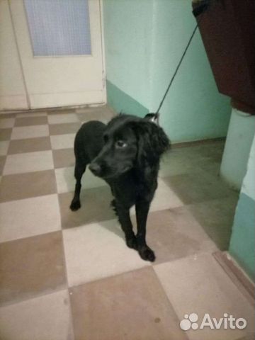 Найдена собака Спаниель