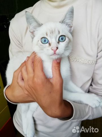 Котенок Колор пойнт