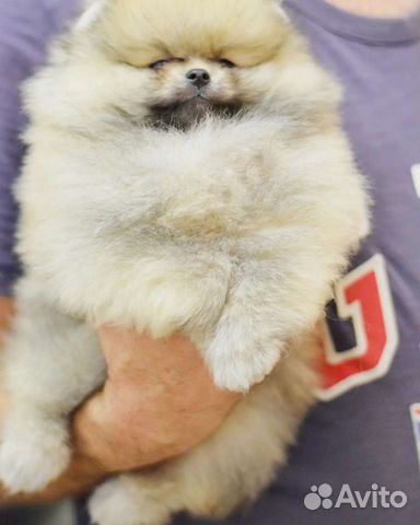 Померанский шпиц медвежьего типа