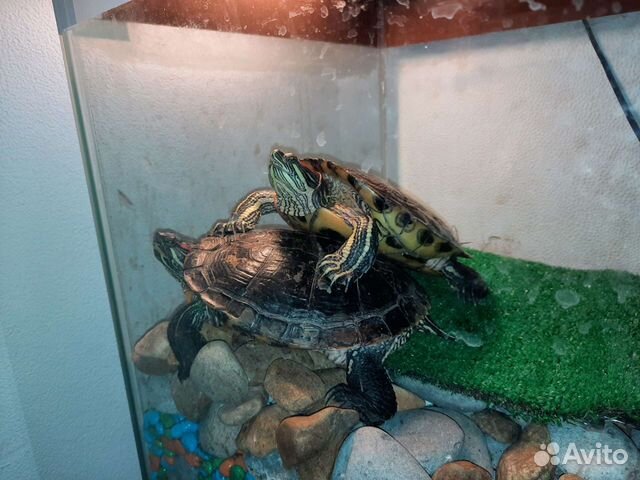 2 красноухих черепахи с аквариумом и кормом