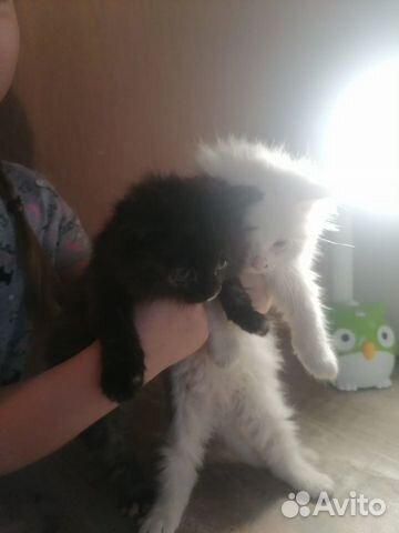 Отдам очень милых котят, к латку приучены, кушают