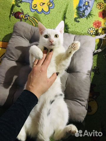 Котик мальчик 4 месяца