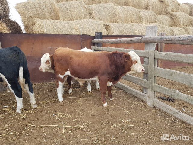 Продажа телят
