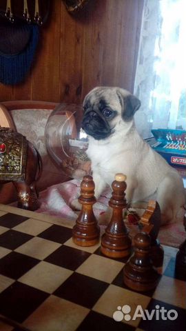 Клубные щенки мопса дорого