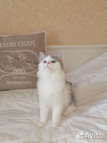 Котёнок сибирский