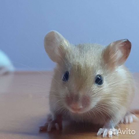 Декоративные мыши