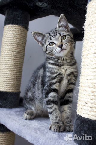 Настоящий Котенок Матроскин-полосатый мальчик в да