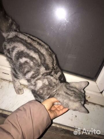 Британская кошка ищем дом, передержку