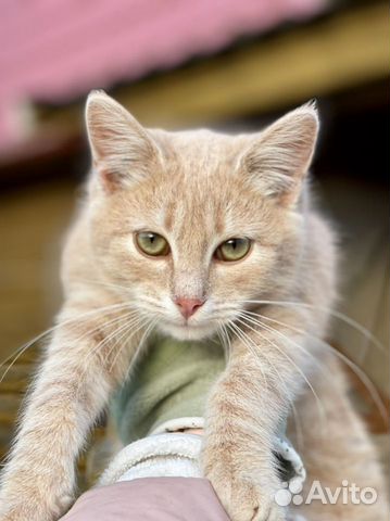 Добрейший котенок ищет семью