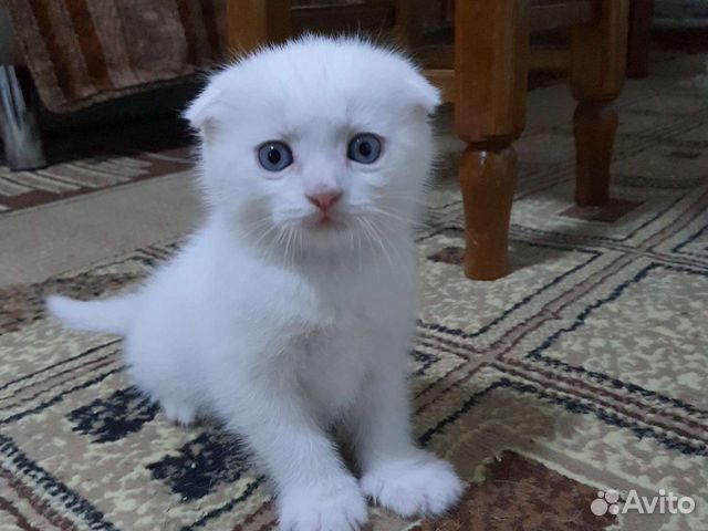 Котёнок мальчик вислоухий белый