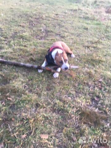 Стаффордширский терьер