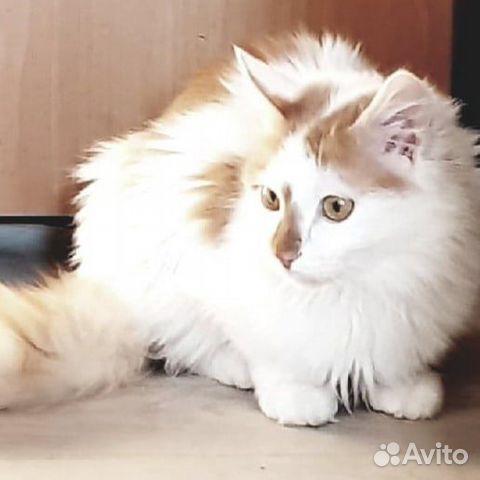 Котенок мальчик бесплатно