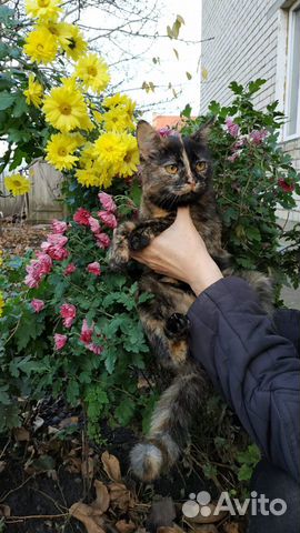 Отдадим котенка