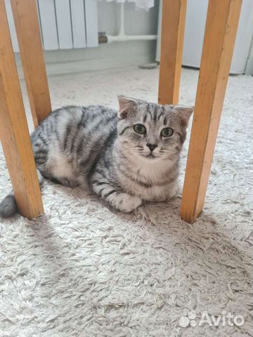 Британский вислоухий котик