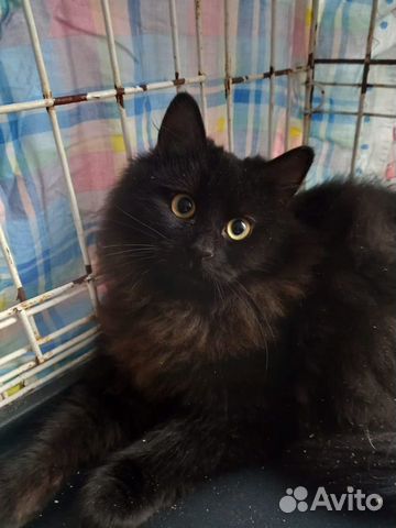 В добрые руки