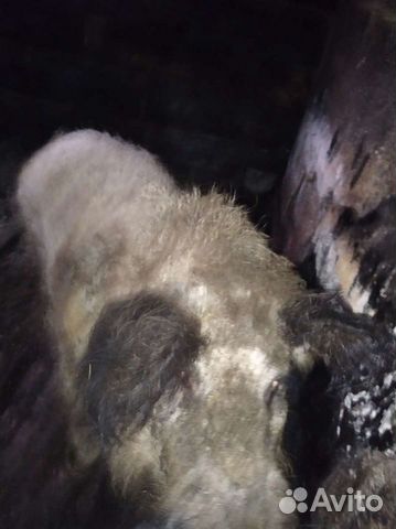 Венгерская пуховая мангалица