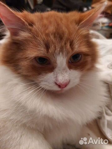 Кошка в дар