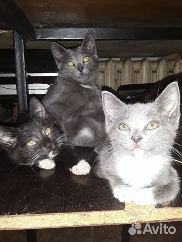 Котята