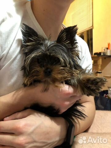 Супер ласковый Мини красавчик Риччи