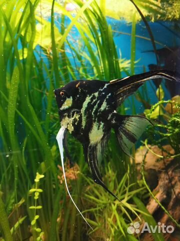 Аквариумные рыбки бесплатно