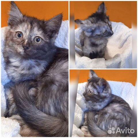 Котята, котёнок малышка соболь, чёрный дым
